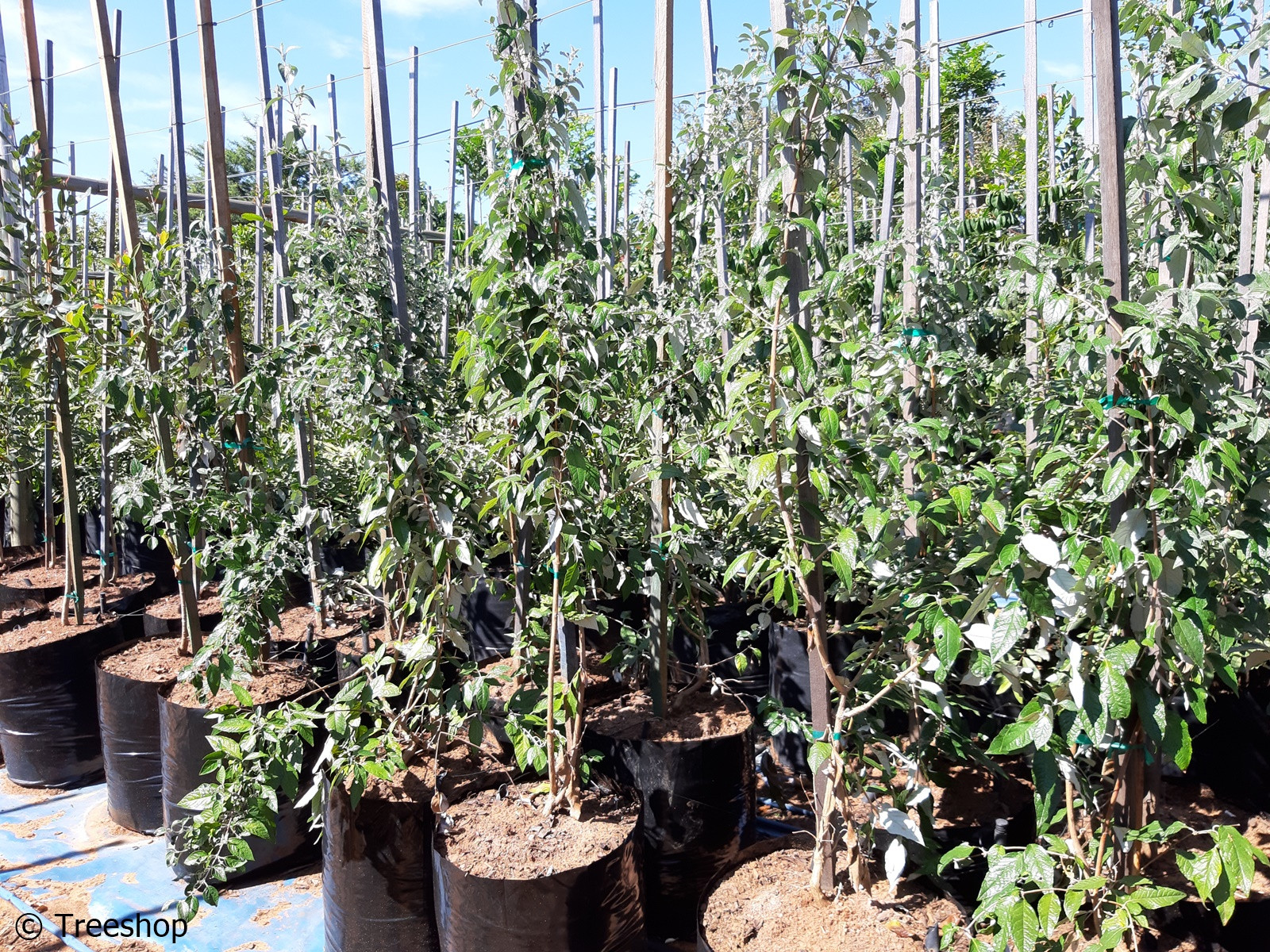 Buy Weeping sagewood | Koop Treursaliehout | Buddleja-auriculata, Treeshop
