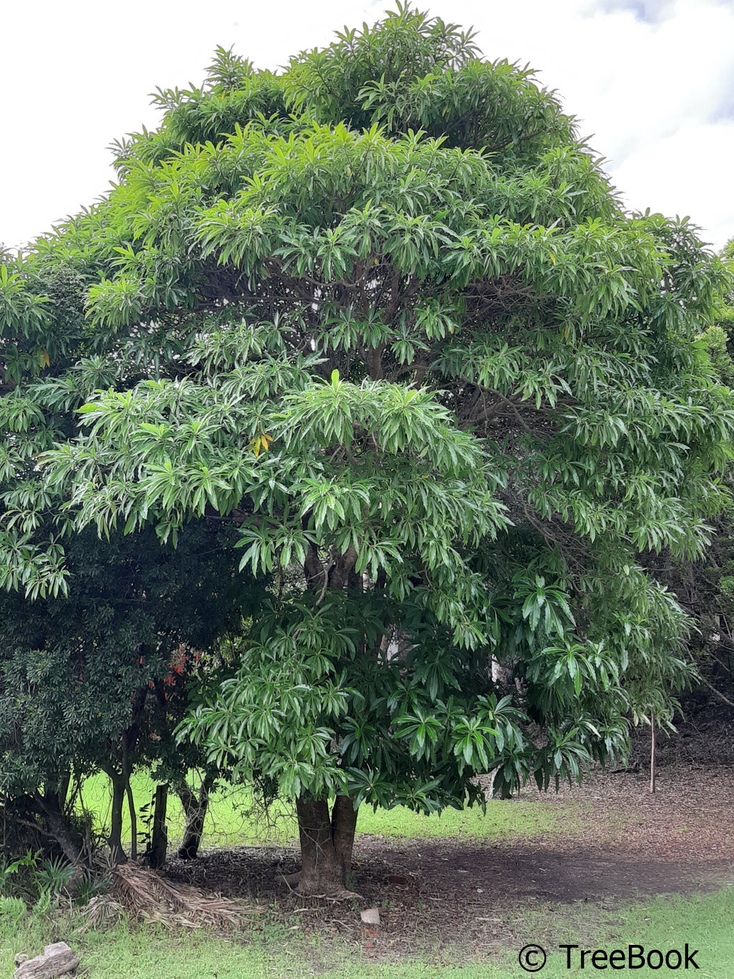Rauvolfia caffra | Quinine tree | Kinaboom | TreeBook indigenous trees
