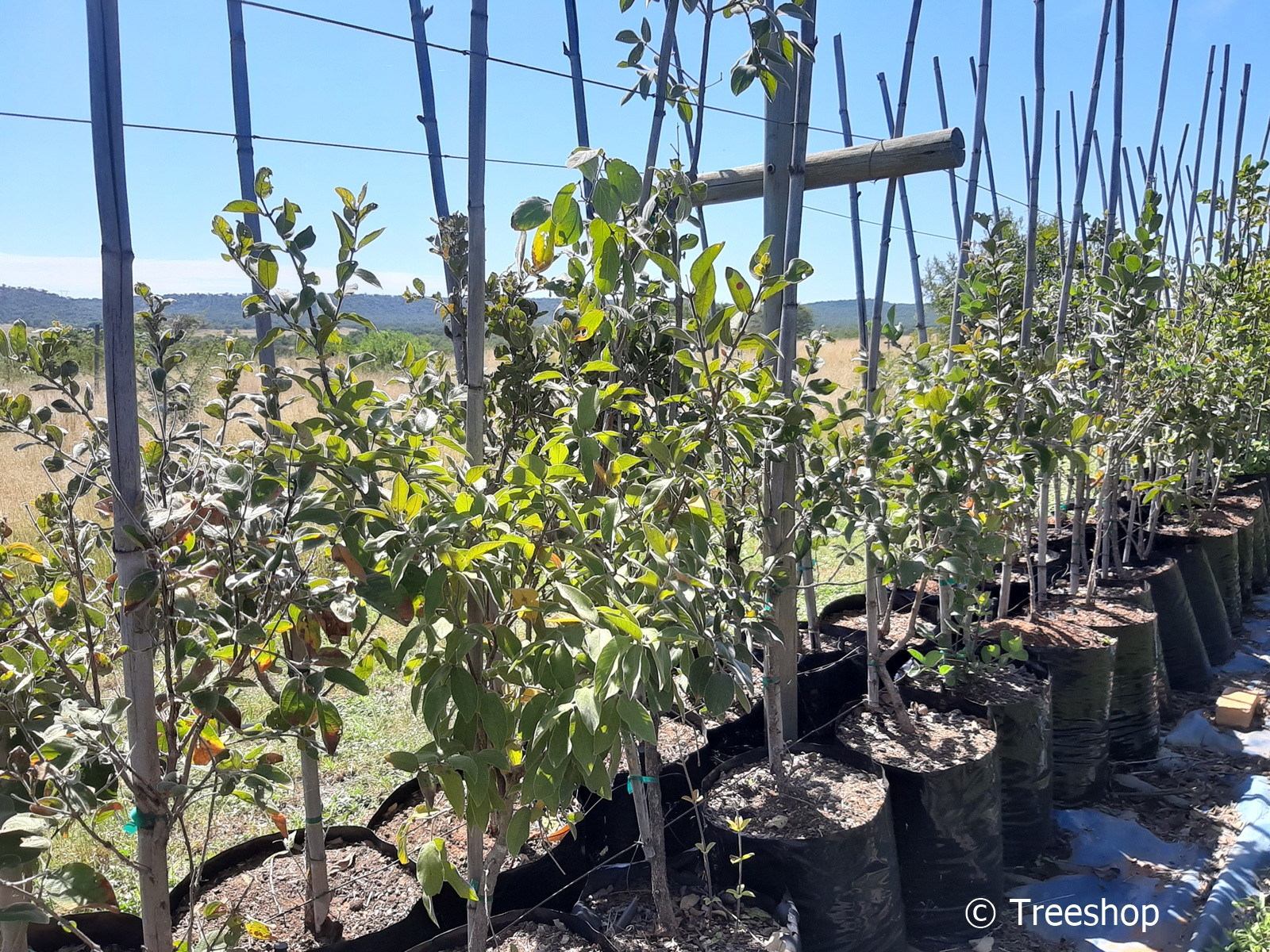 Buy Velvet bushwillow | Koop Fluweelboswilg | Combretum molle | Treeshop