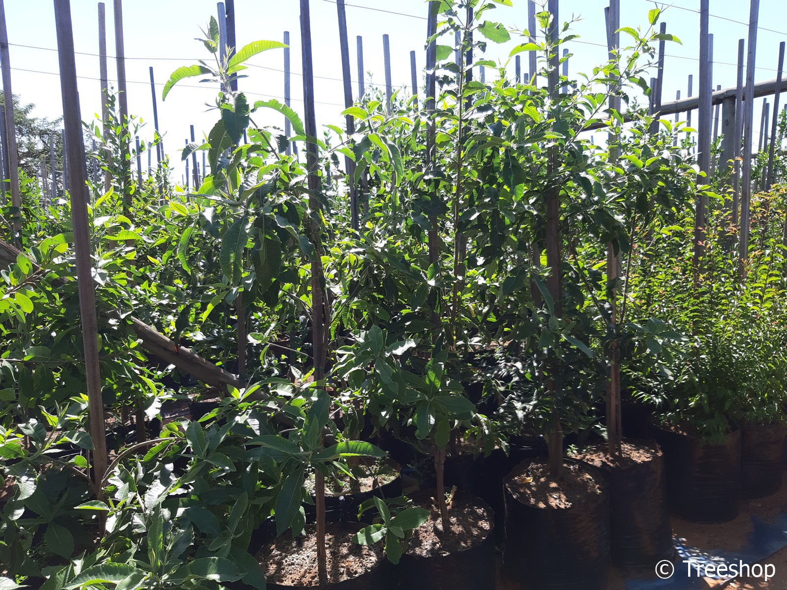 Calodendrum capense | Treeshop-indigenous