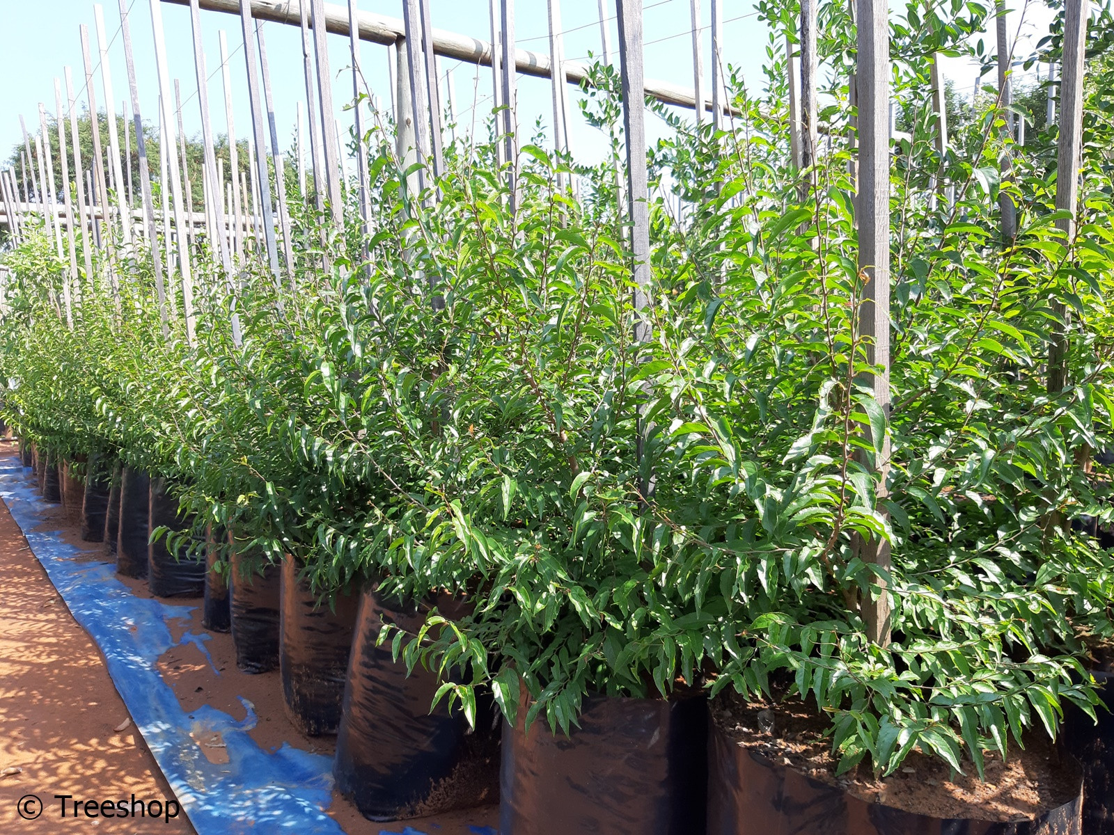 Buy Governors-plum | Koop Goewerneurspruim | Flacourtia indica, Treeshop