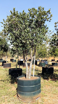 Indigenous trees for sale | Treeshop | Waterberry | Syzygium cordatum