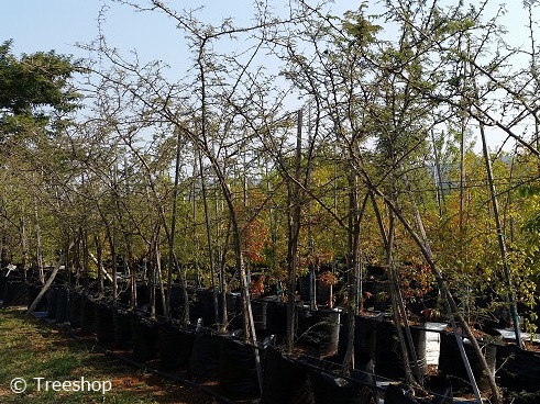 Buy Sickle-bush | Koop Sekelbos | Dichrostachys cinerea, Treeshop