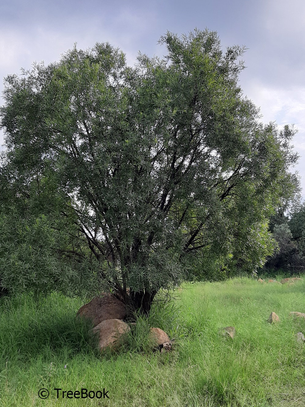 Searsia lancea | Karee | Rooikaree, Swartkaree | TreeBook indigenous trees