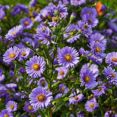 New york aster store