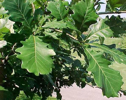 Quercus bicolor - Swamp White Oak | Schroeder Gardens