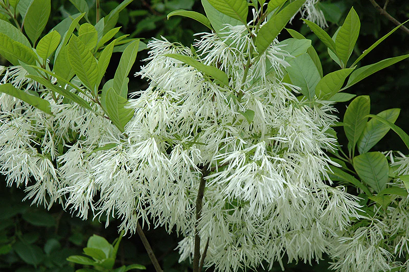 Chionanthus virginicus - White Fringe Tree | Schroeder Gardens