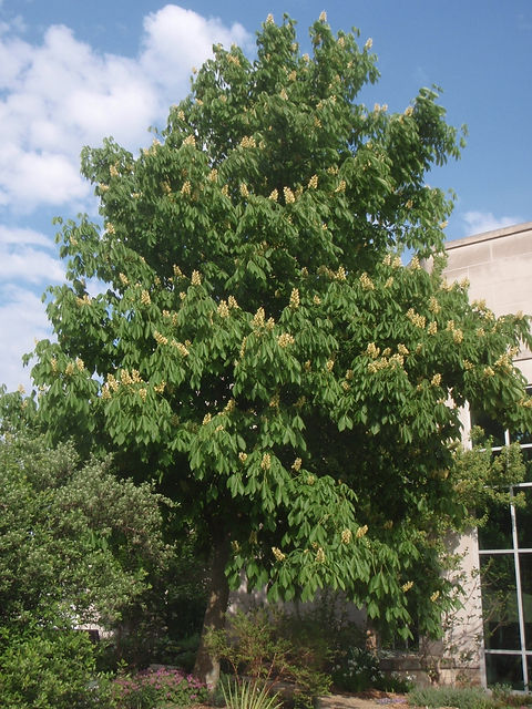 aesculus yellow buckeye