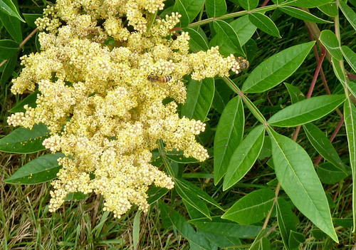 Rhus copallina - Winged Sumac | Schroeder Gardens