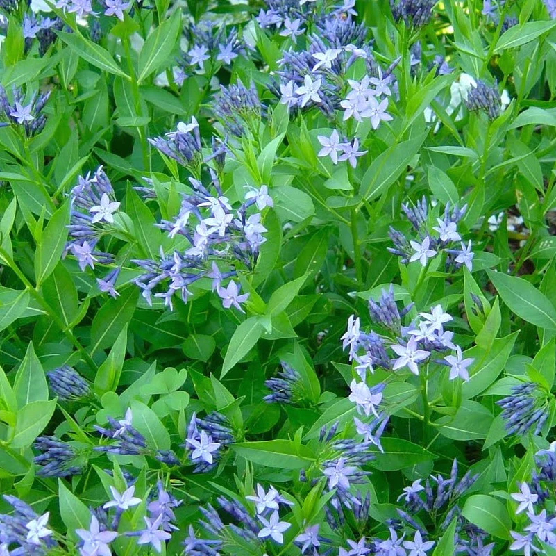 Amsonia 'Blue Ice' - Blue Star | Schroeder Gardens