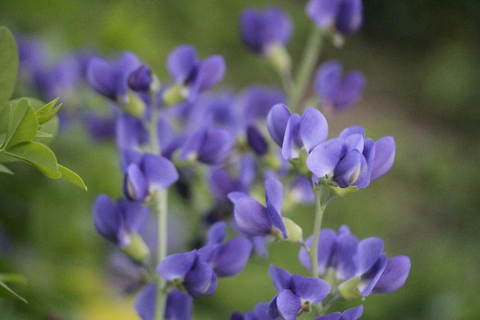 Baptisia australis - Blue False Indigo | Schroeder Gardens