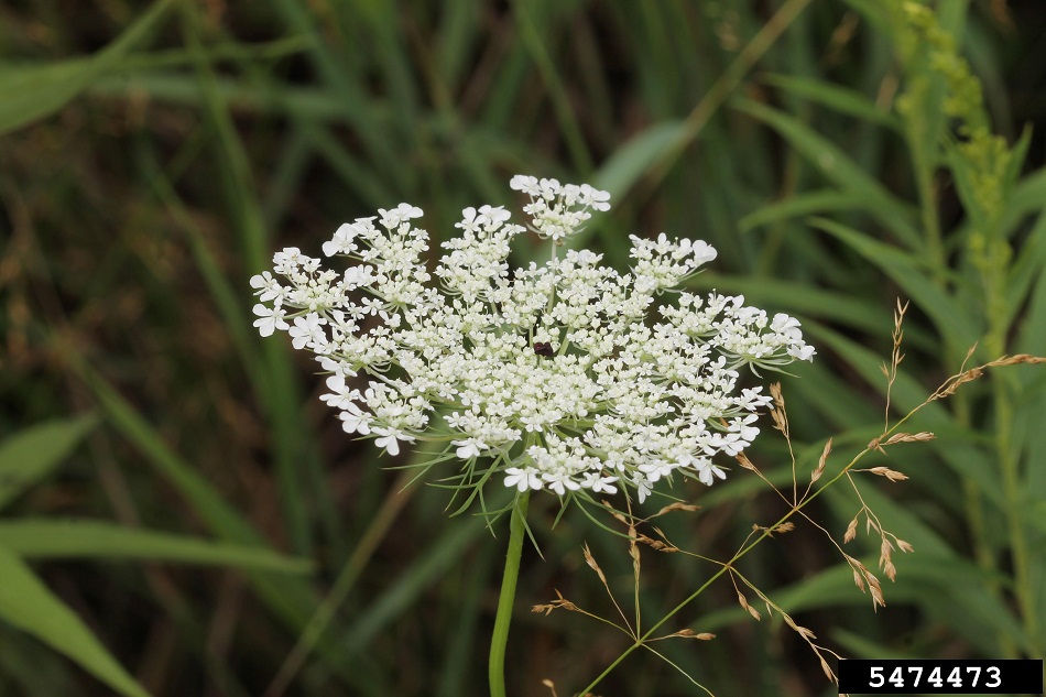Unwanted Wild Carrots Making Your Lawn a Meadow?