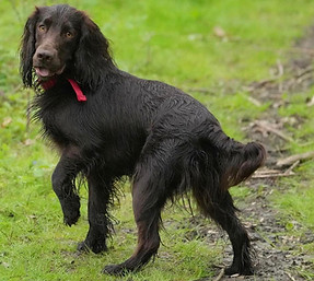 Cooper | Spaniel Assist