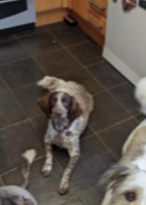 Foster for Us | Spaniel Assist