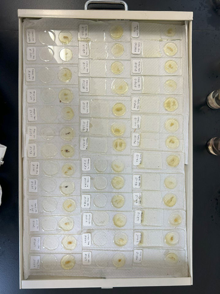 Sponges back on land