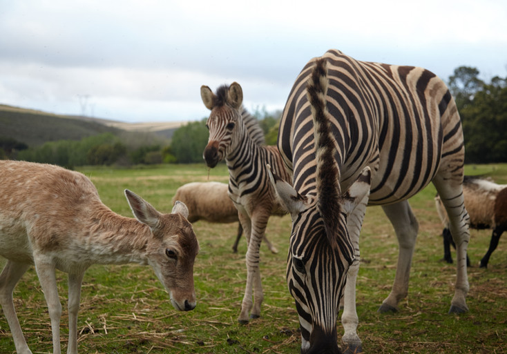 Animal Encounters | Cornellskop