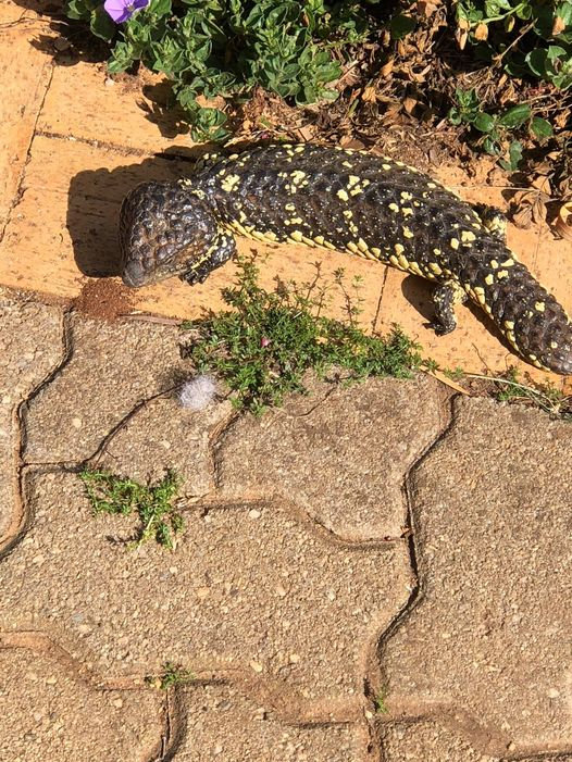 Stumpy Tailed Lizard