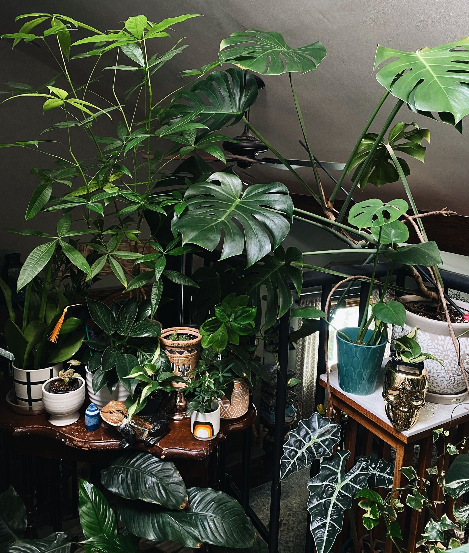 Meet Sierra, a major plant head!