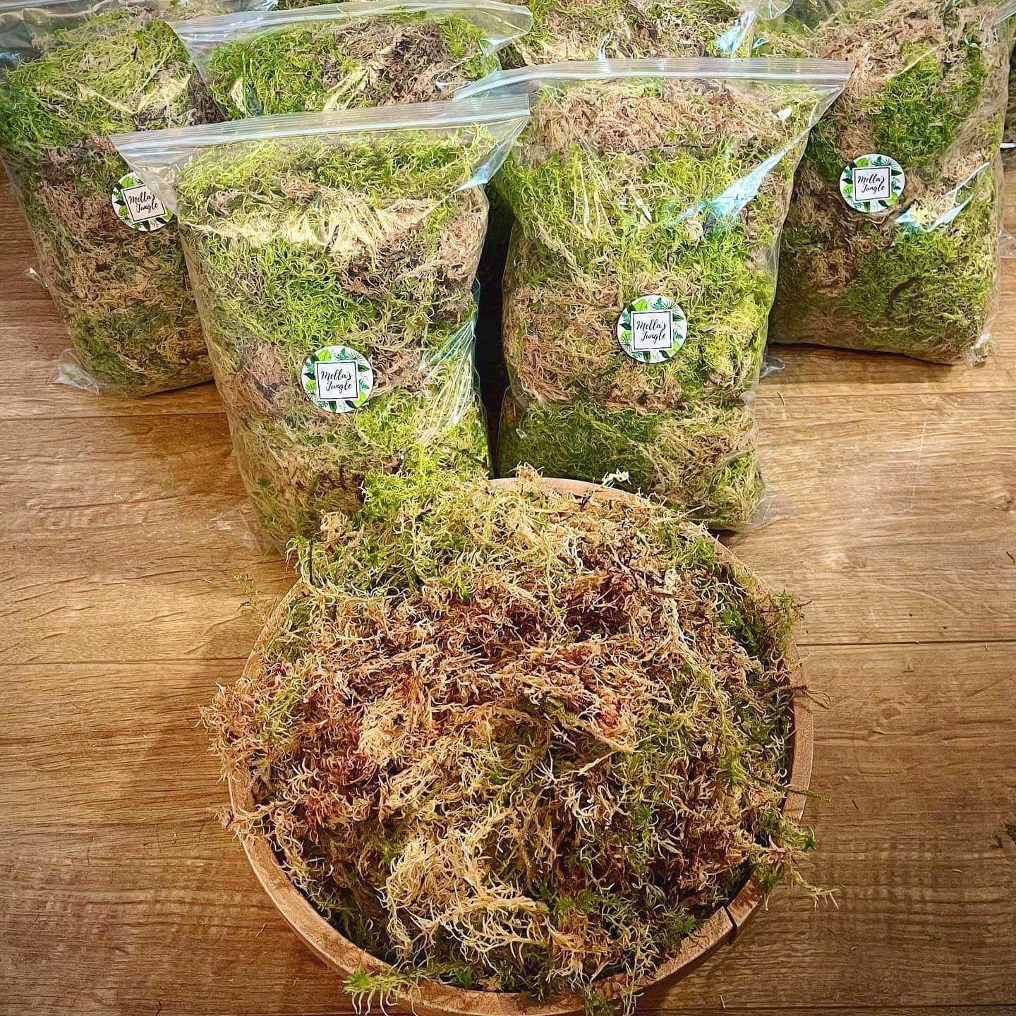 Welsh Sphagnum Moss | eBay