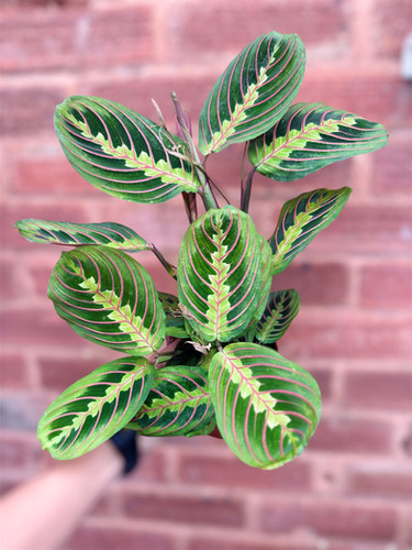 Maranta Fascinator- Herringbone Plant 12cm pot | Mella’s Jungle