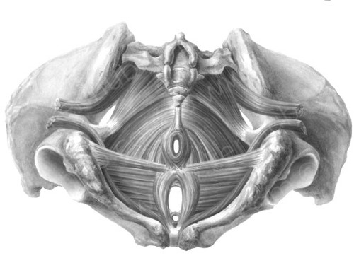 Pelvic Diaphragm Anatomy CPD | Pelvic Diaphragm Course
