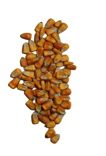 Whole Maize 20kg Bag | Litchfields Grain