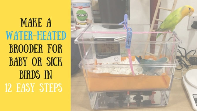 DIY a water-heated brooder for baby or sick birds in 12 easy steps