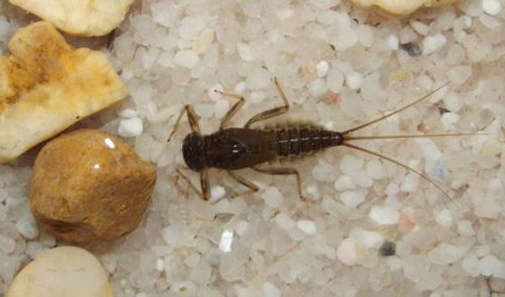 stonefly larvae uk
