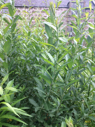 Grey Willow - Salix cinerea | Deeside Willow