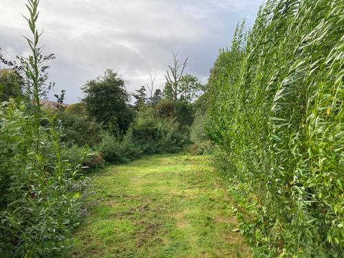 Windbreak Hedge Kit | Deeside Willow