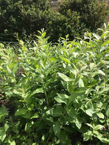 Sage Leaf - Salix candida | Deeside Willow
