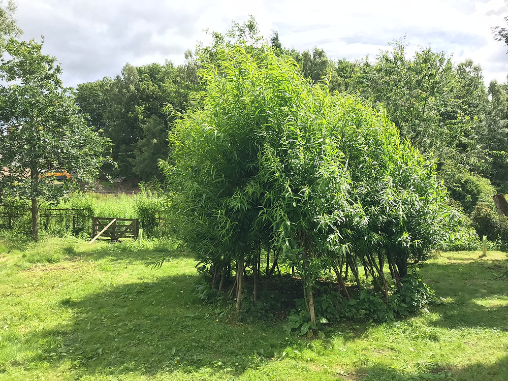 Living Willow Dome: Building & Maintenance Instructions