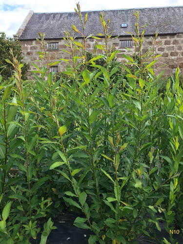 Purple Willow Hedge Kit | Deeside Willow