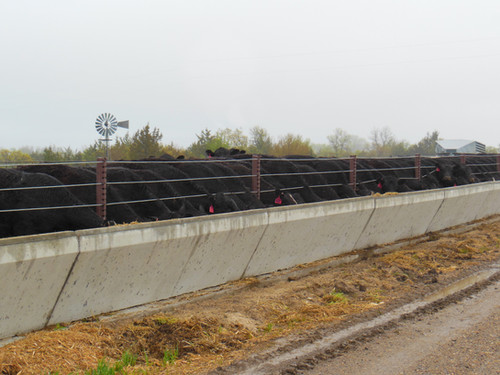 Universal Bunk No Leg | Divine Concrete
