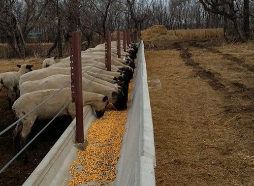 Sheep Bunk | Divine Concrete