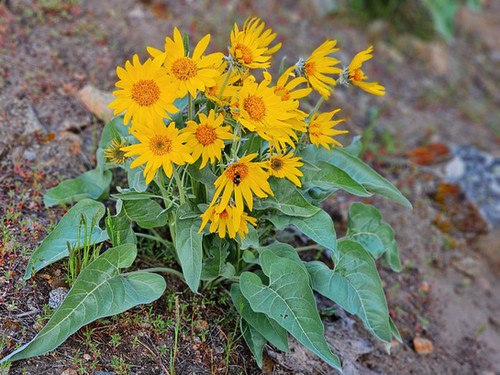 BALSAM ROOT TINCTURE | Body Botany