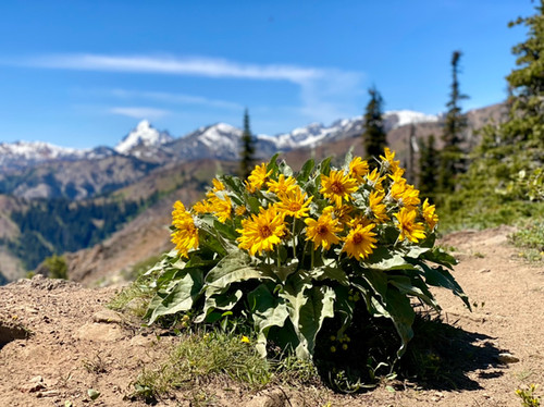 ARROWLEAF BALSAM SEEDS | LIMITED EDITION | Body Botany