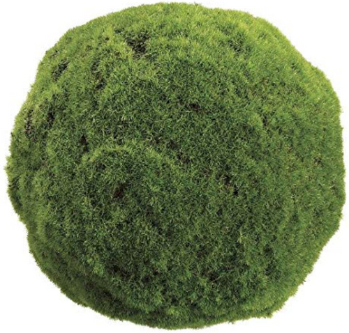 Grow Gorgeous Decor: Large Moss Balls - The Ultimate Guide: Saputra's ...