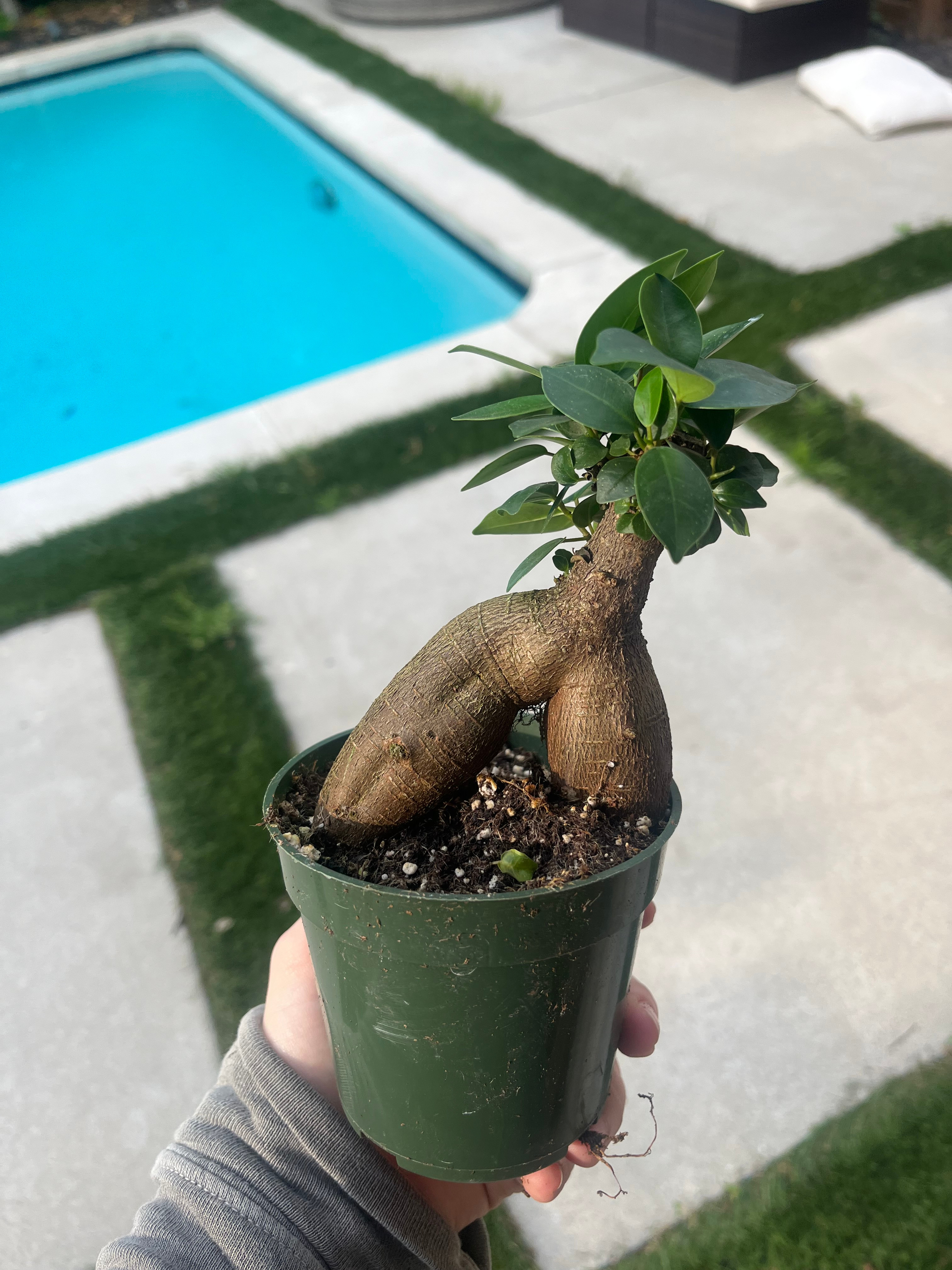 Ficus microcarpa | Little Roots