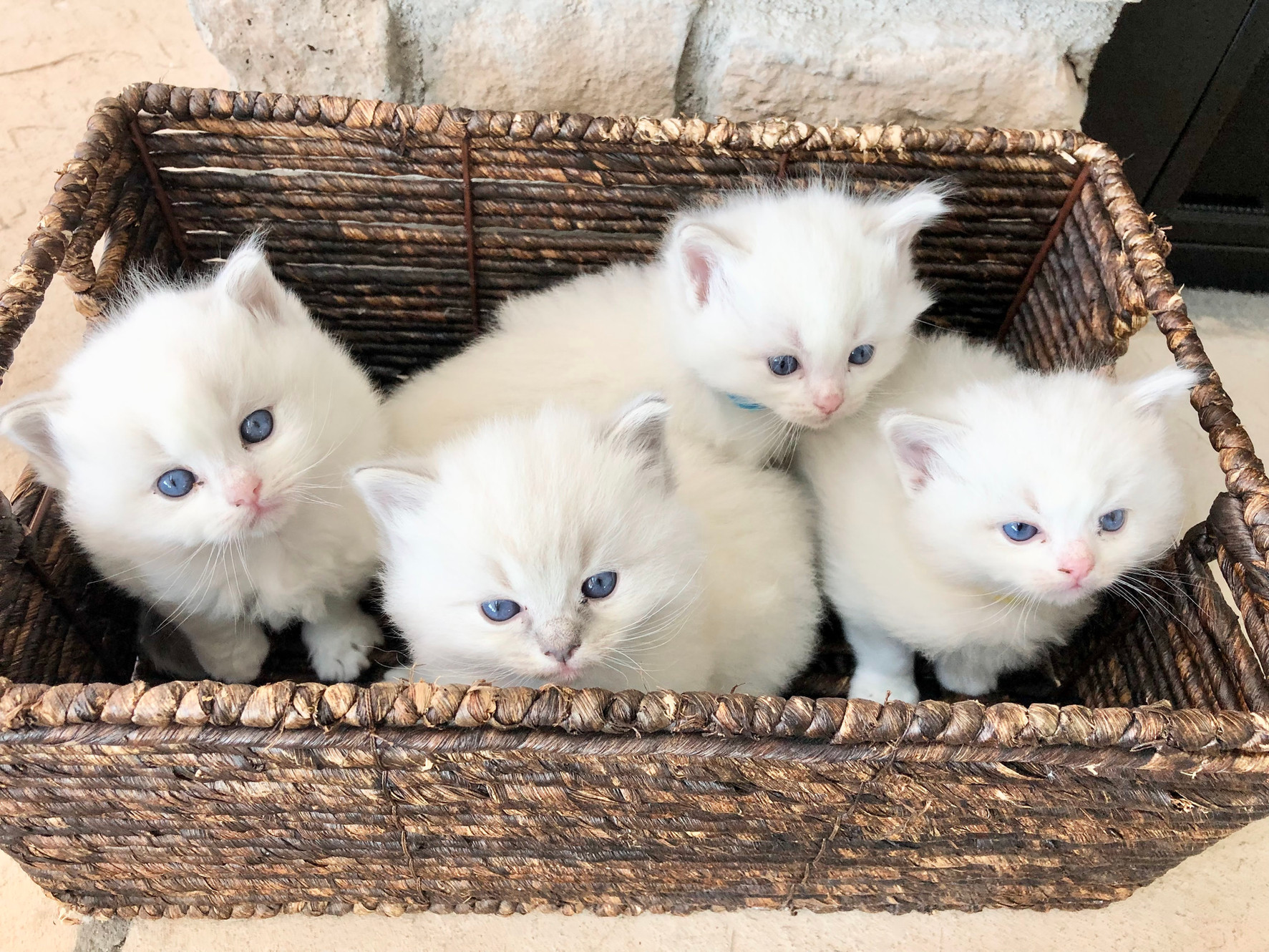 Where Are Our Kitties Now? | Faith Lane Cattery