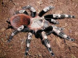 White Striped Birdeater | Birmingham Reptiles