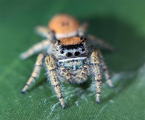Dream Jumping Spider | Birmingham Reptiles