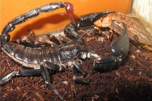 Giant Blue Asian Scorpion - Heterometrus Spinifer | Birmingham Reptiles