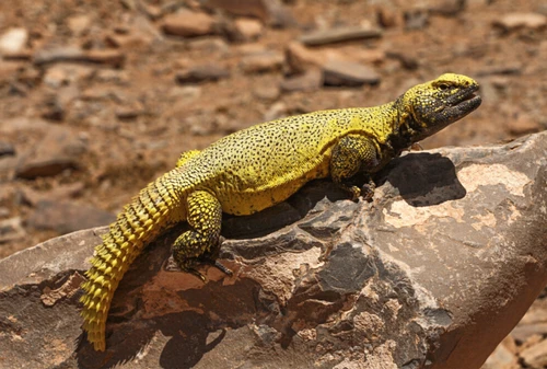Large Desert - Wooden Vivarium | Birmingham Reptiles