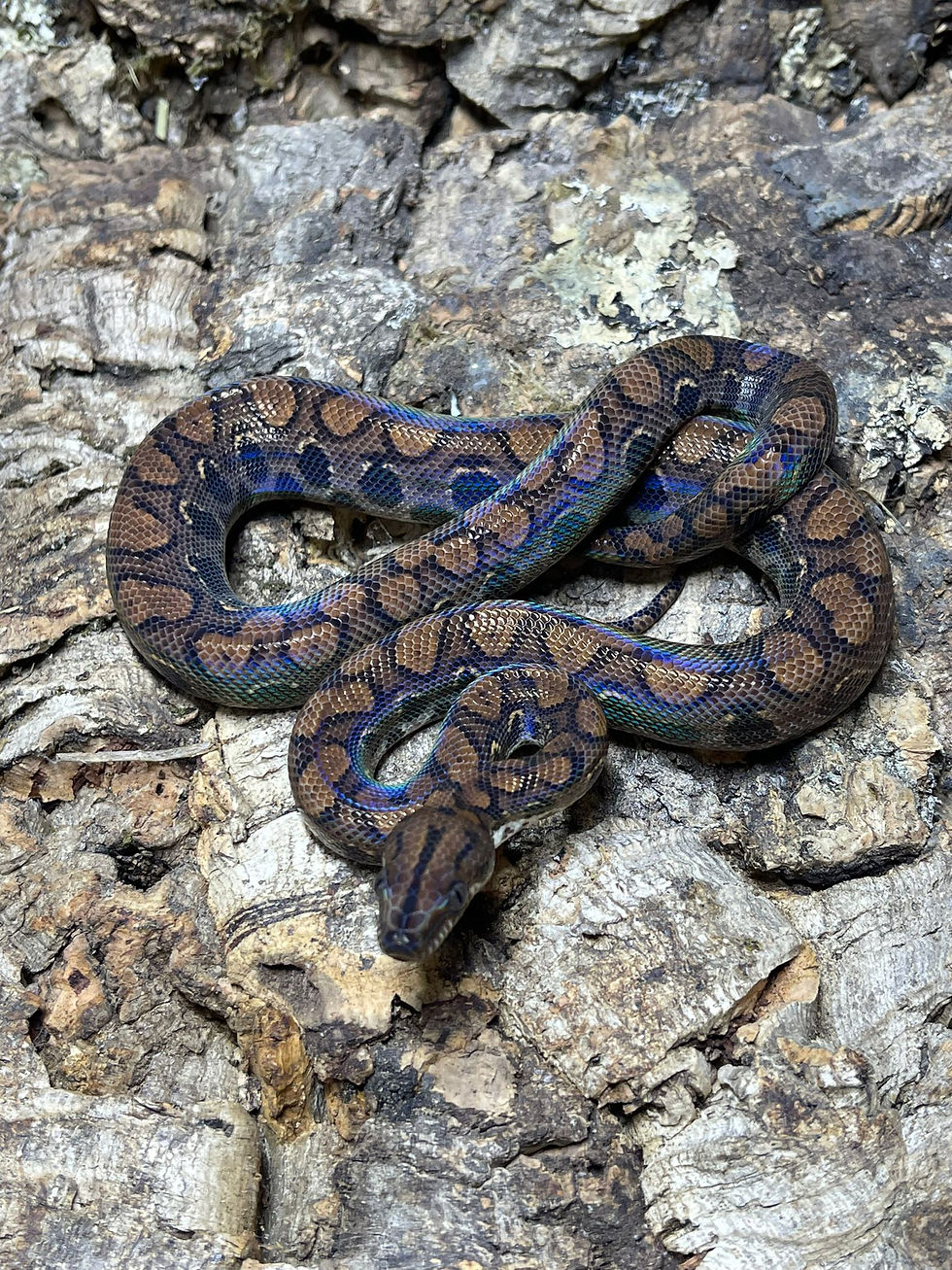 Brazilian Rainbow Boa | Birmingham Reptiles
