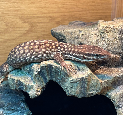 Dwarf Spiny Tailed Monitor | Birmingham Reptiles