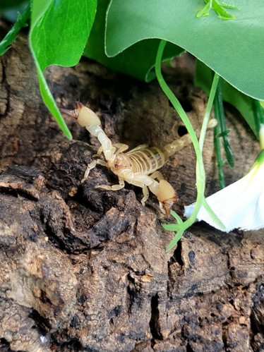 Israeli Gold Scorpion (Scorpio Maurus) | Birmingham Reptiles