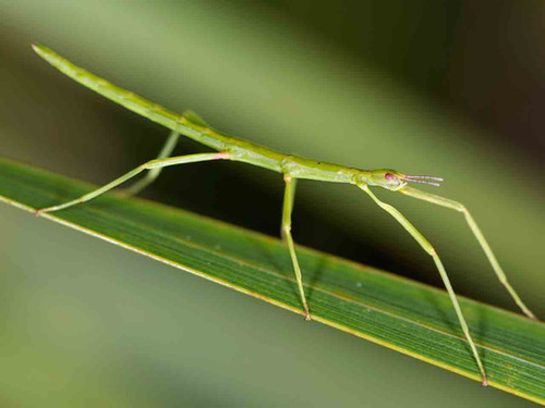 Indian Stick Insects | Birmingham Reptiles