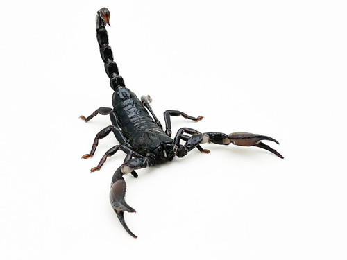 Cave Clawed Scorpion | Birmingham Reptiles