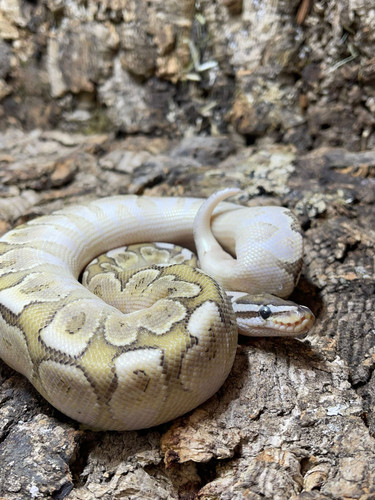 Bamboo Yellow Belly Royal Python | Birmingham Reptiles